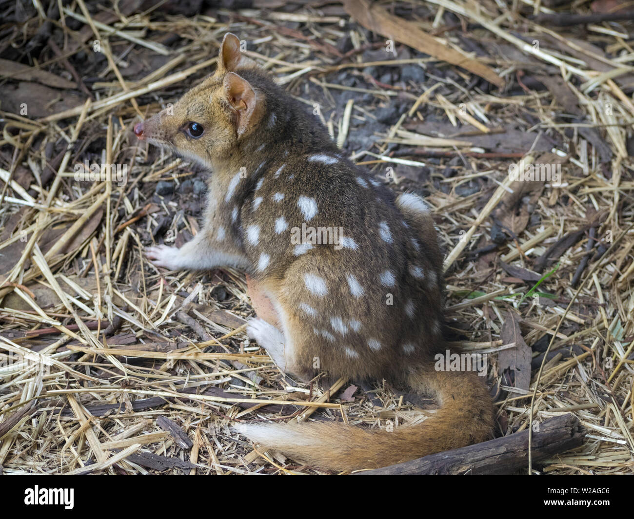 Spotted quoll Banque de photographies et d’images à haute résolution ...