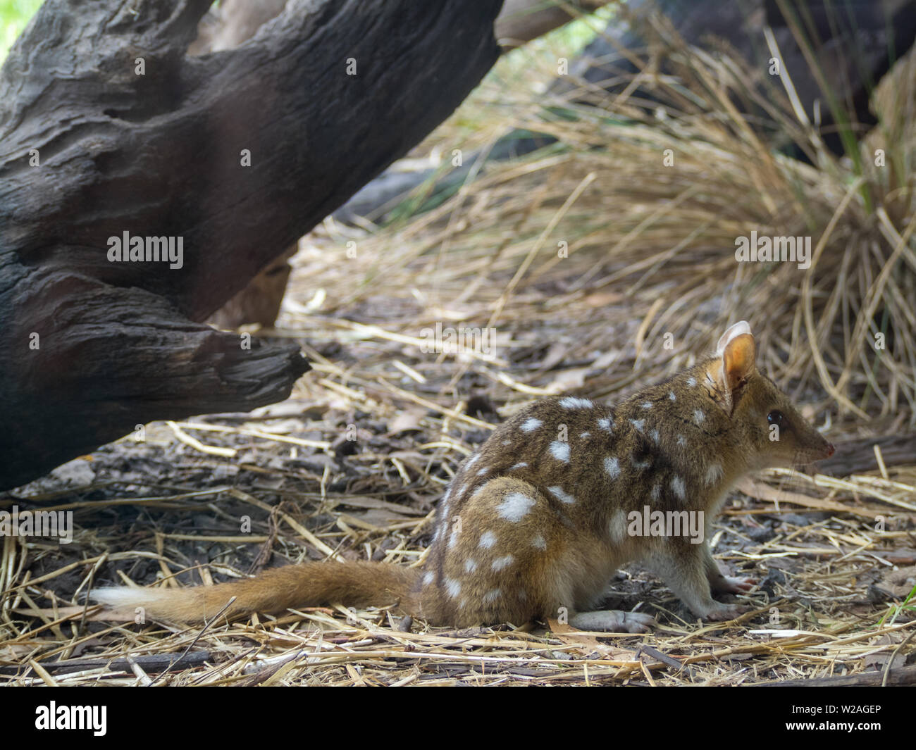 Spotted quoll Banque de photographies et d’images à haute résolution ...