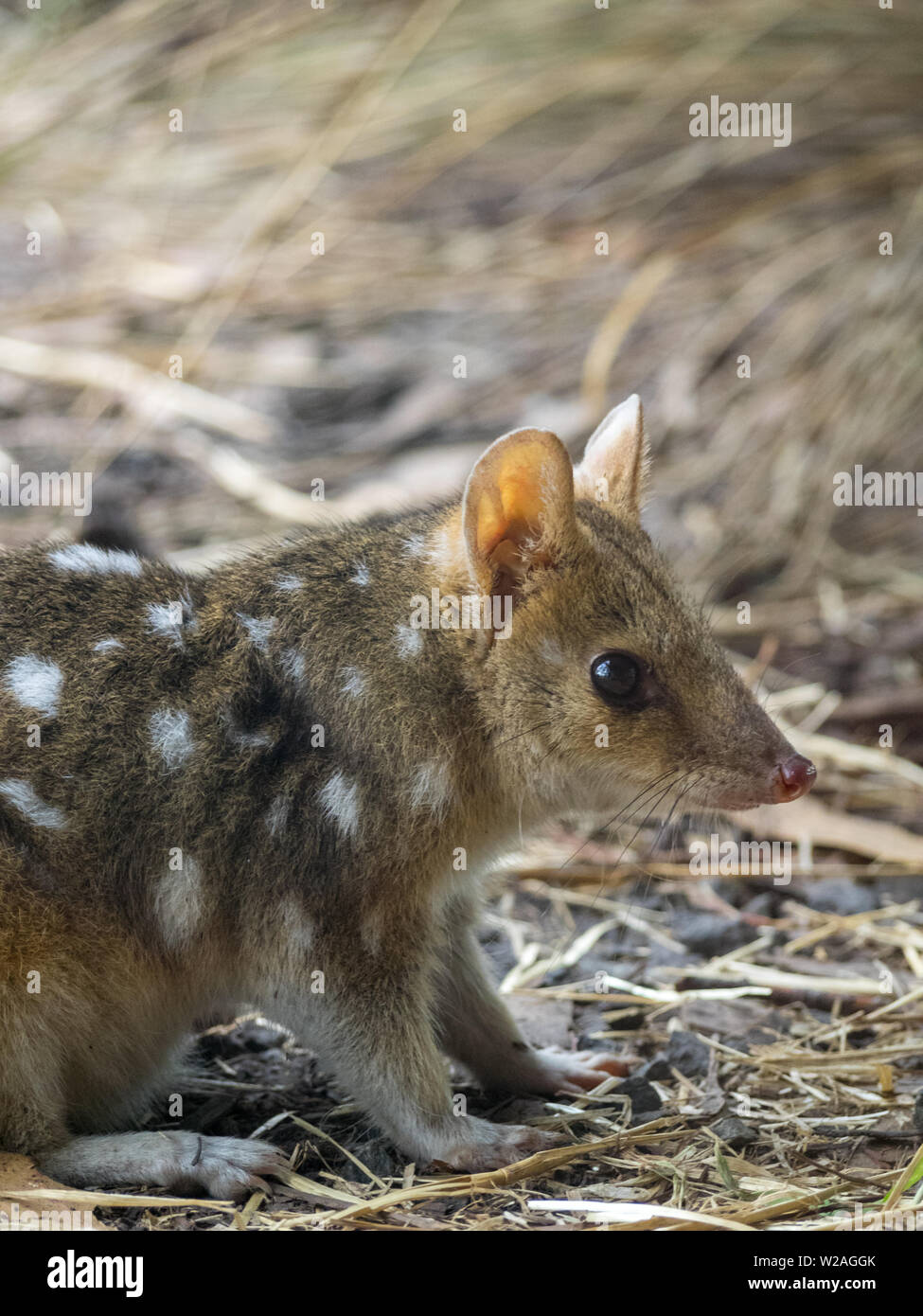 Spotted quoll Banque de photographies et d’images à haute résolution ...