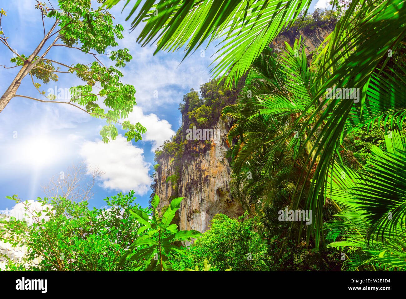 Beaux grands palmiers Banque de photographies et d’images à haute ...