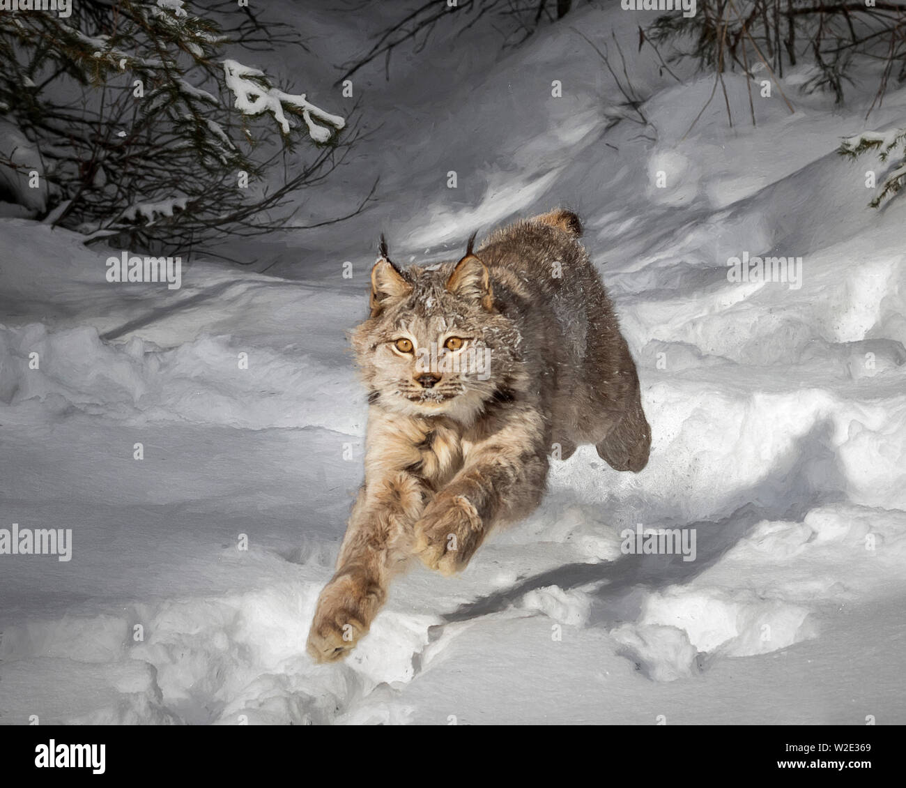 Lynx du canada Banque de photographies et d’images à haute résolution ...