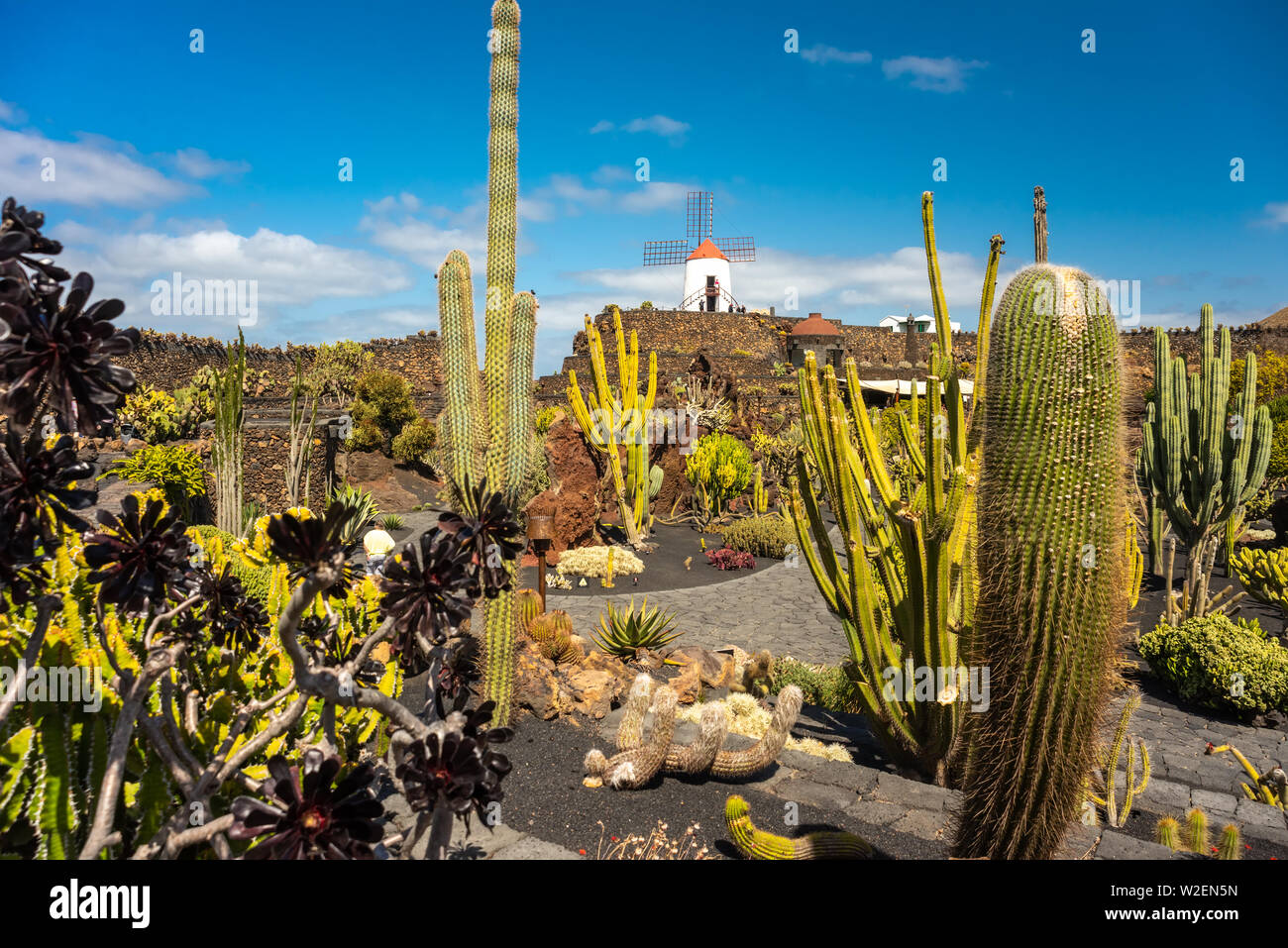 Cactus canari Banque de photographies et d’images à haute résolution ...