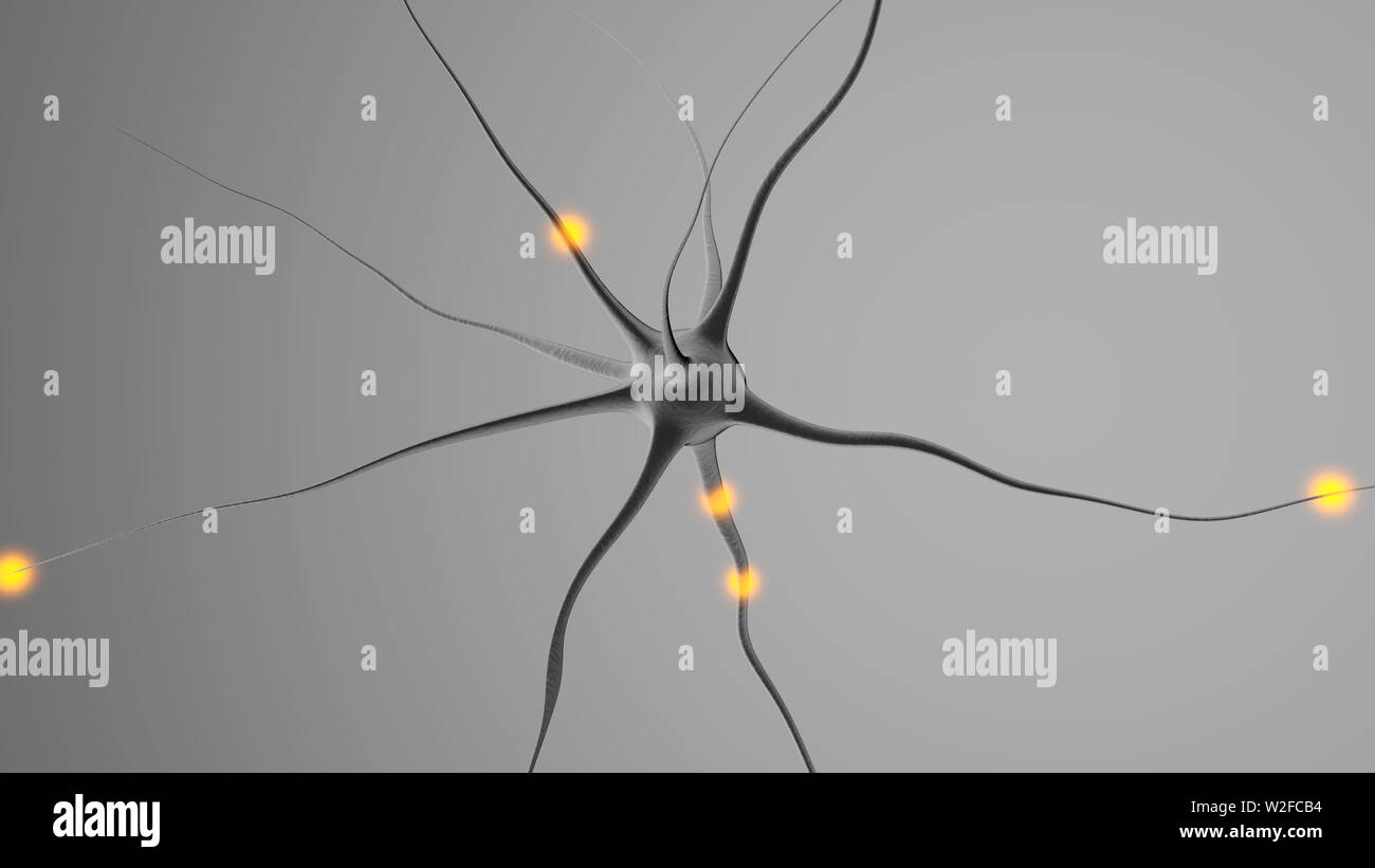 Anatomie de la synapse neuronale Banque de photographies et d’images à ...