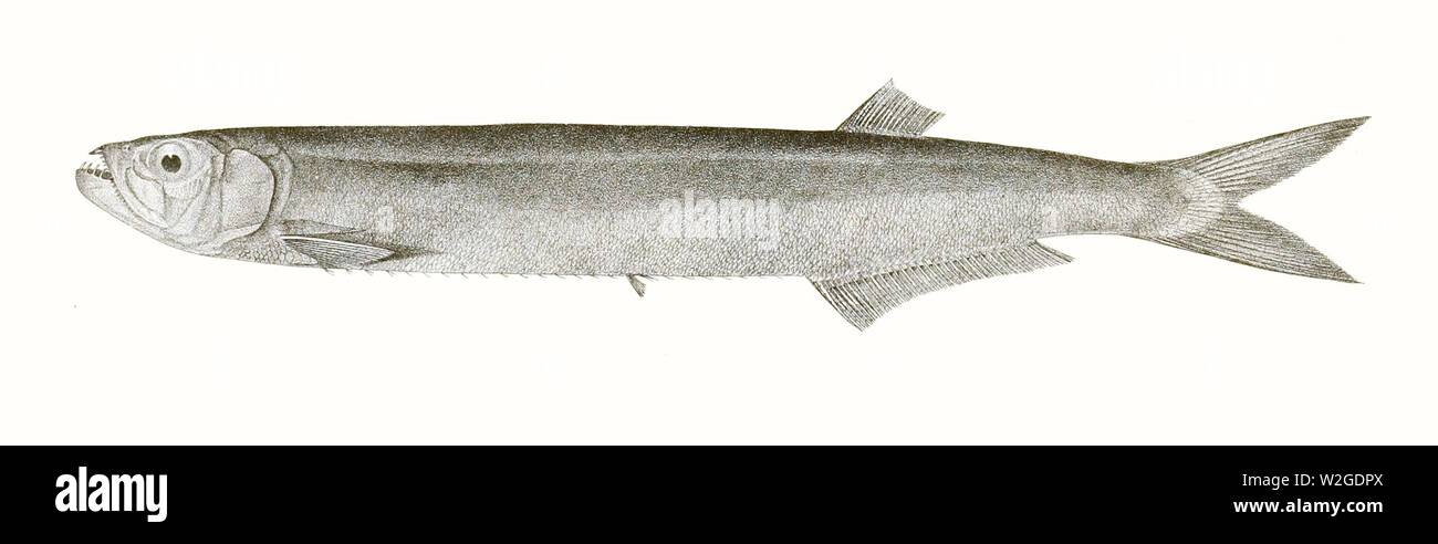 Chirocentrus dorab Banque de photographies et d’images à haute ...