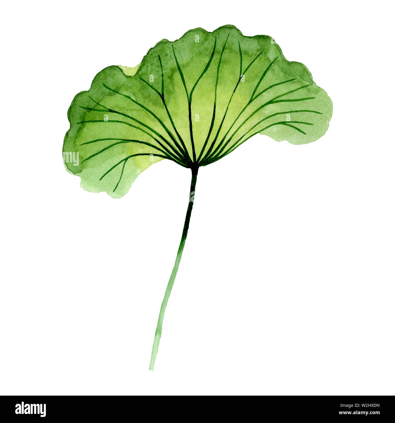 Feuille de lotus dessin Banque de photographies et d’images à haute ...
