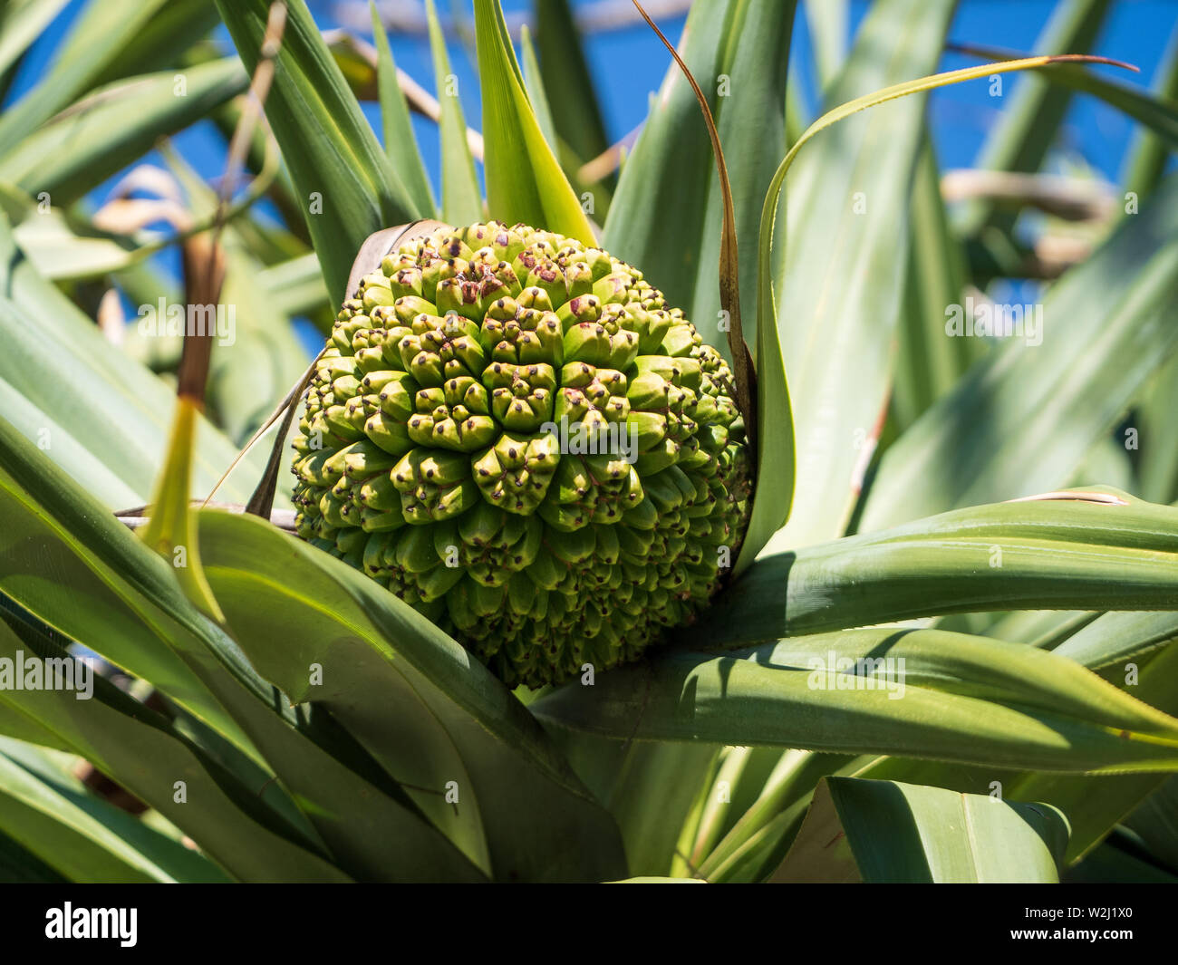 Fruit des palmiers Banque d'image et photos - Alamy