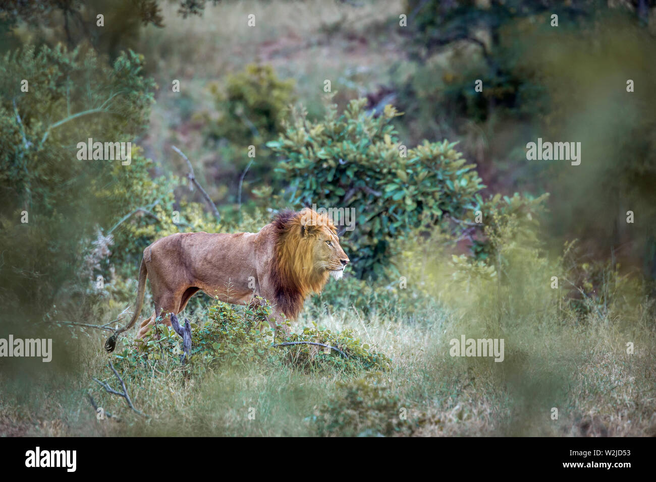 L'African Lion homme marcher dans la savane verte dans le parc national ...