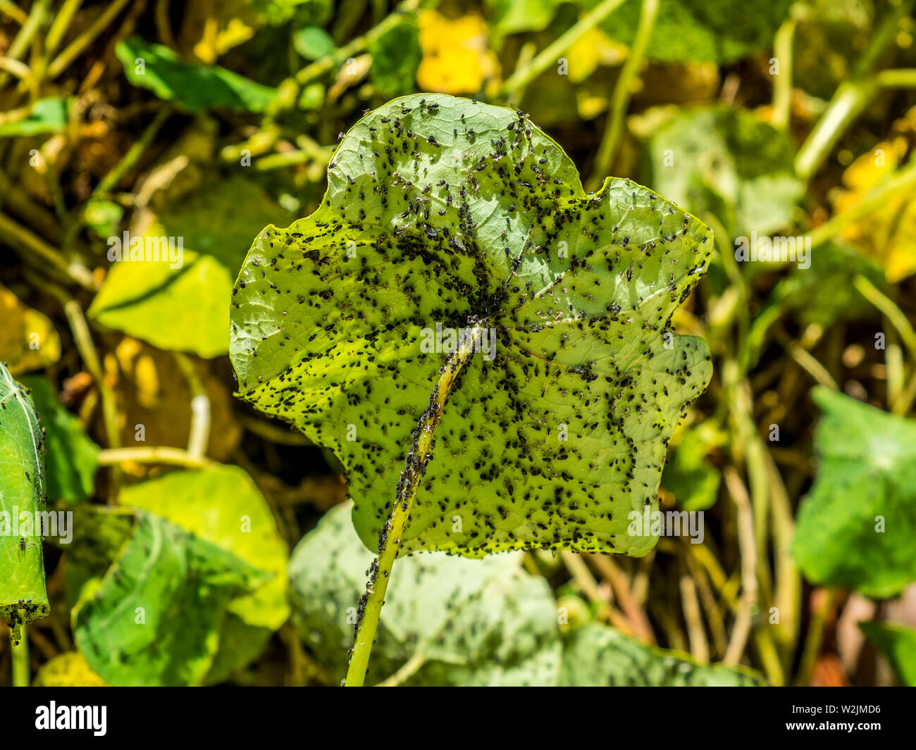 Feuilles De Capucines Banque d'image et photos - Alamy