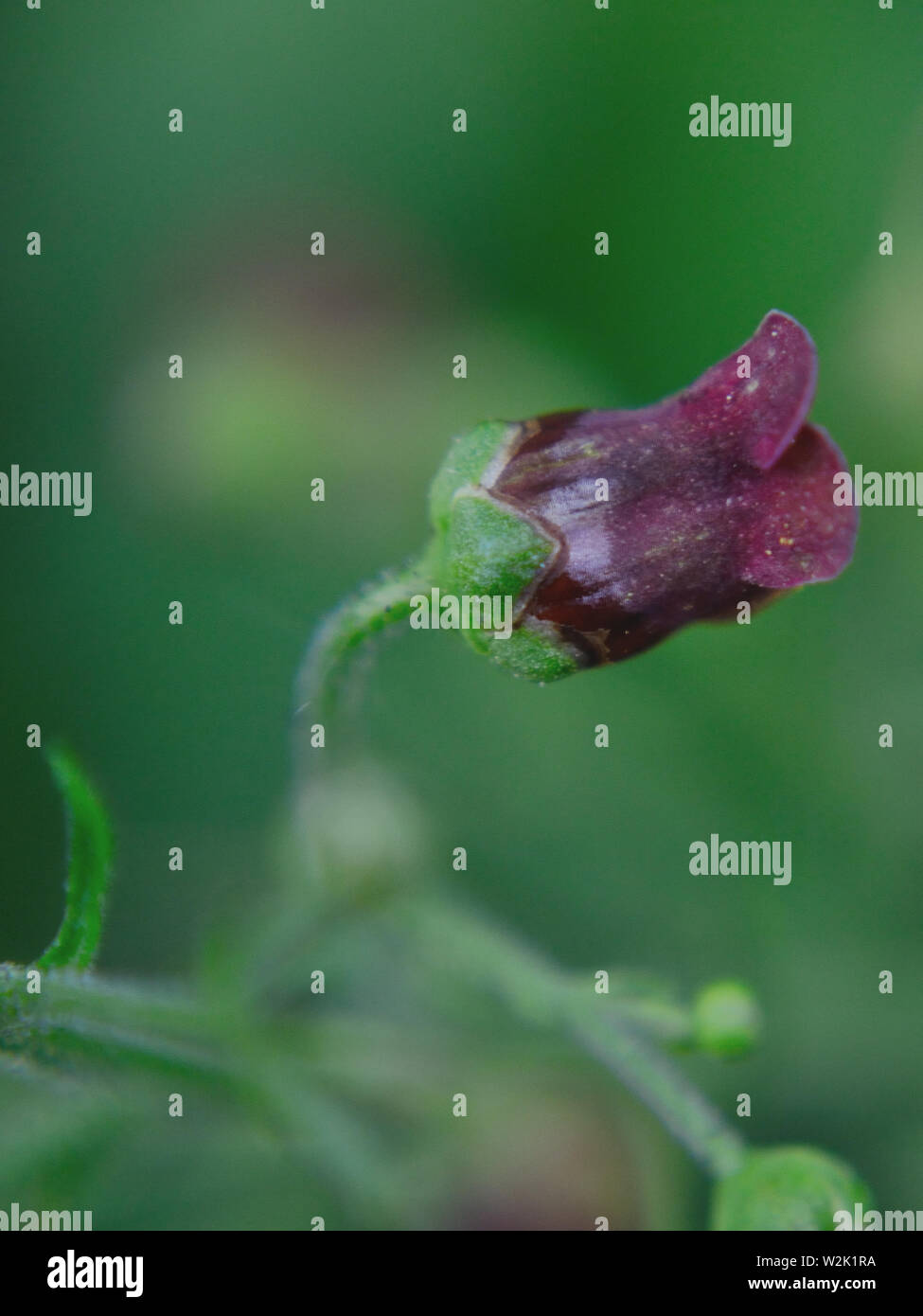 Deadly nightshade belladonna flower Banque de photographies et d’images ...