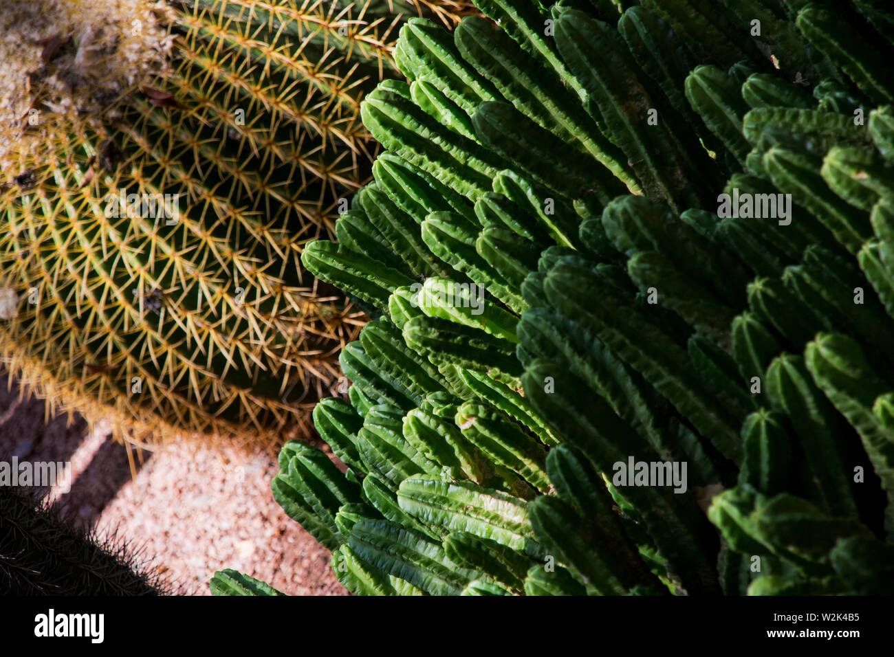 Cacti majorelle gardens in marrakech Banque de photographies et d ...