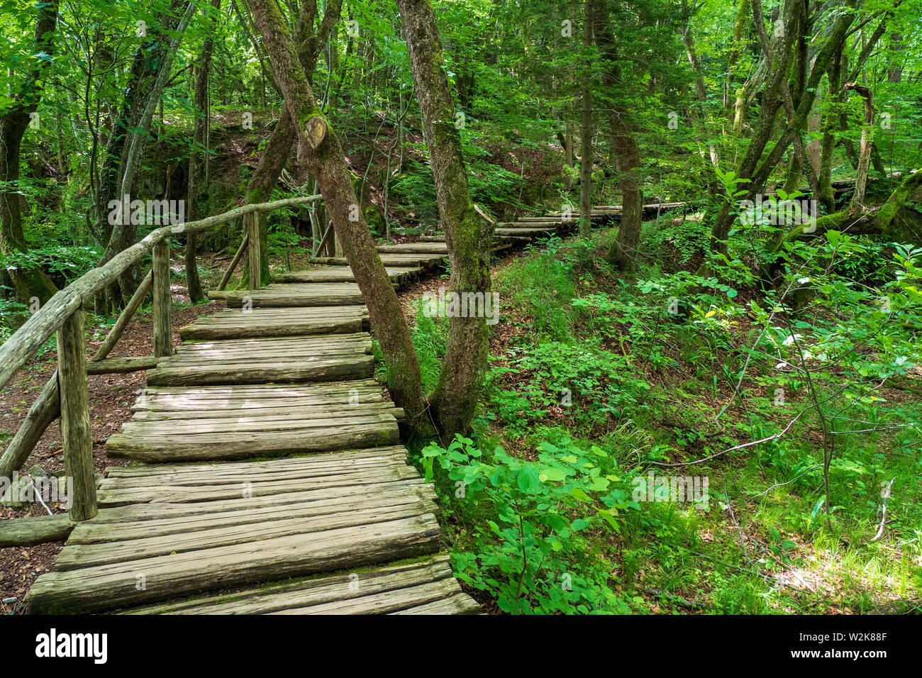 Chemin Forestier Envahi Par La Mousse Banque d'image et photos - Alamy