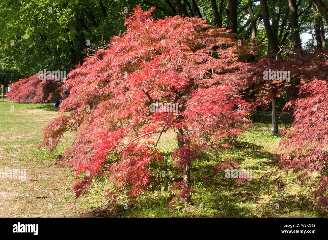 érable rouge japonais Banque de photographies et d’images à haute ...