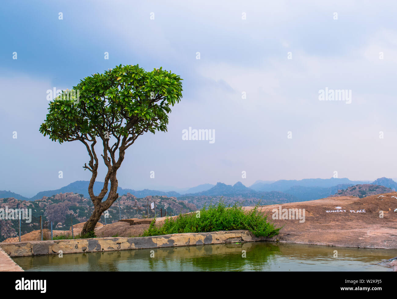 Un arbre solitaire Banque de photographies et d’images à haute ...