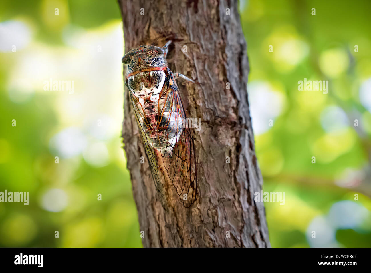 Hexapoda insecta Banque de photographies et d’images à haute résolution ...