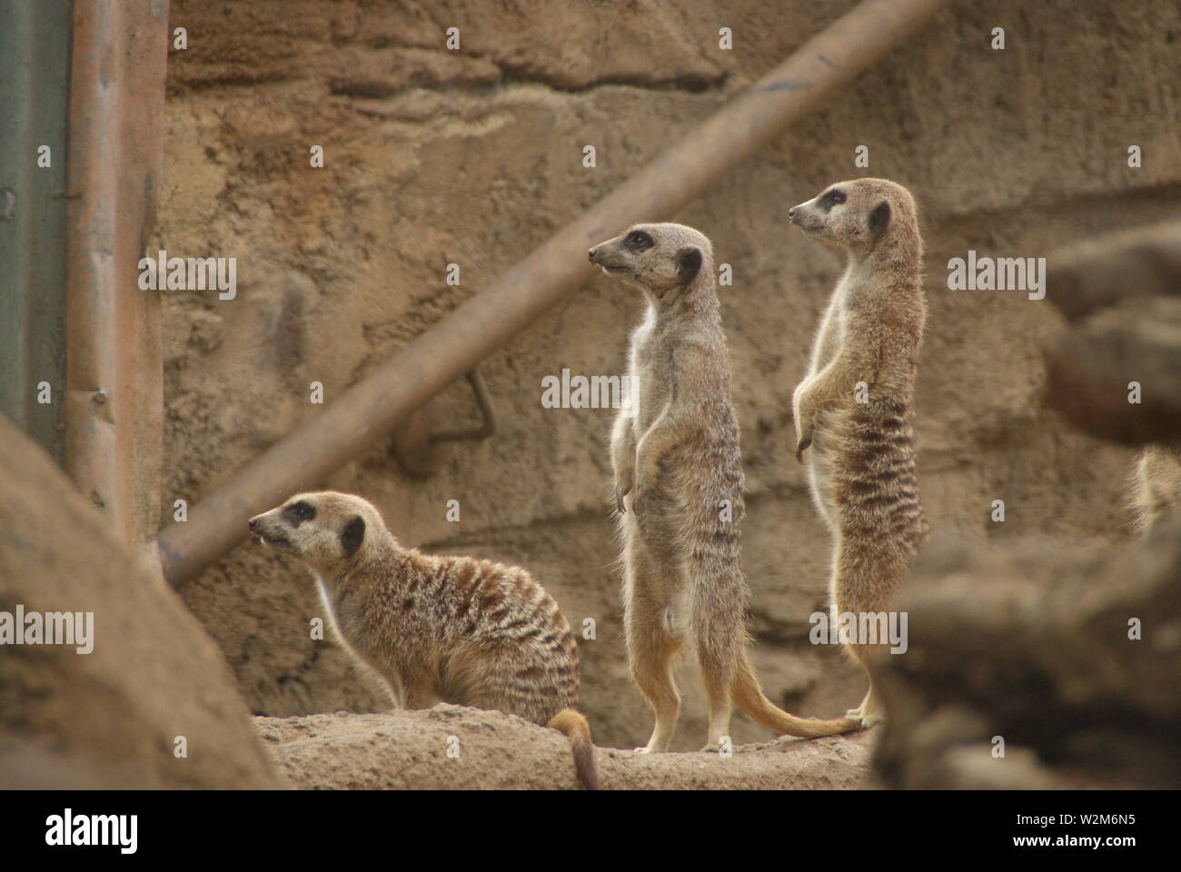 Trois suricates Banque de photographies et d’images à haute résolution ...