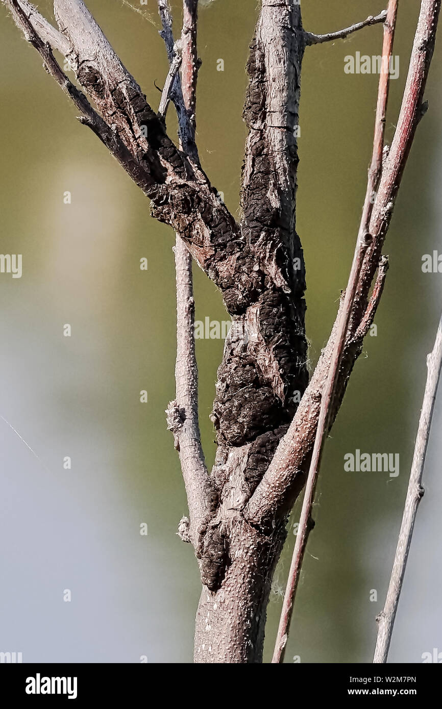 Chancre marron Banque de photographies et d’images à haute résolution ...