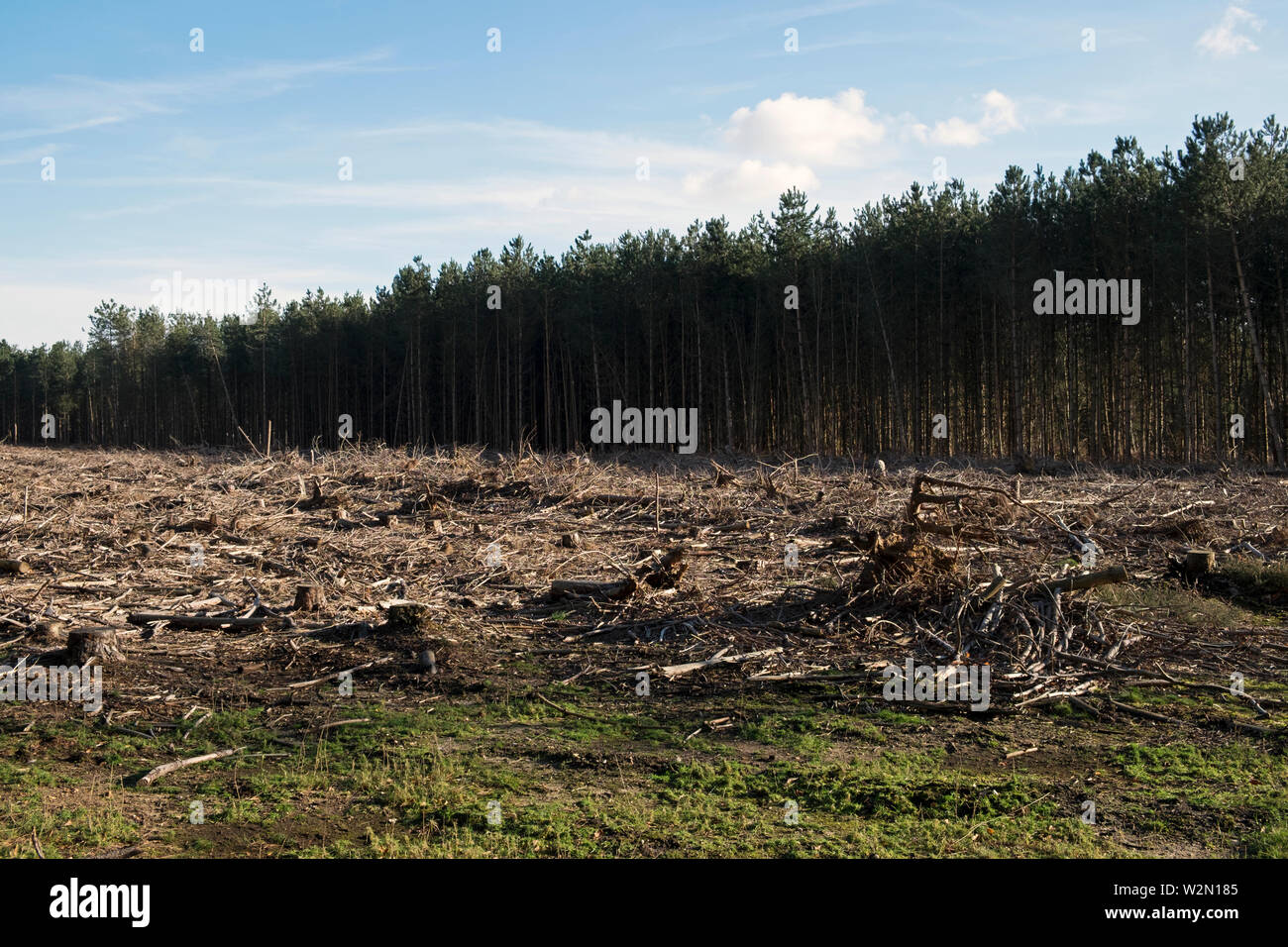 Deforestation england Banque de photographies et d’images à haute ...