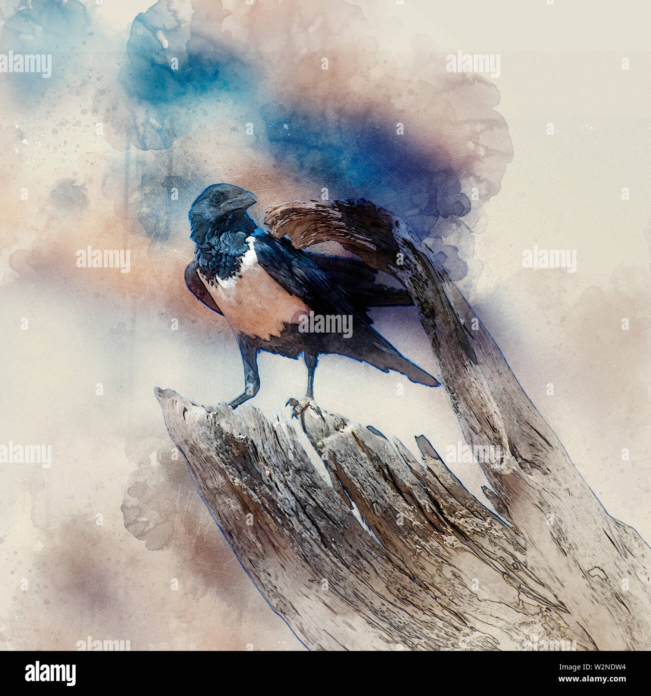 Amélioration de l'image numérique d'un Pied-de-corbeau (Corvus albus ...