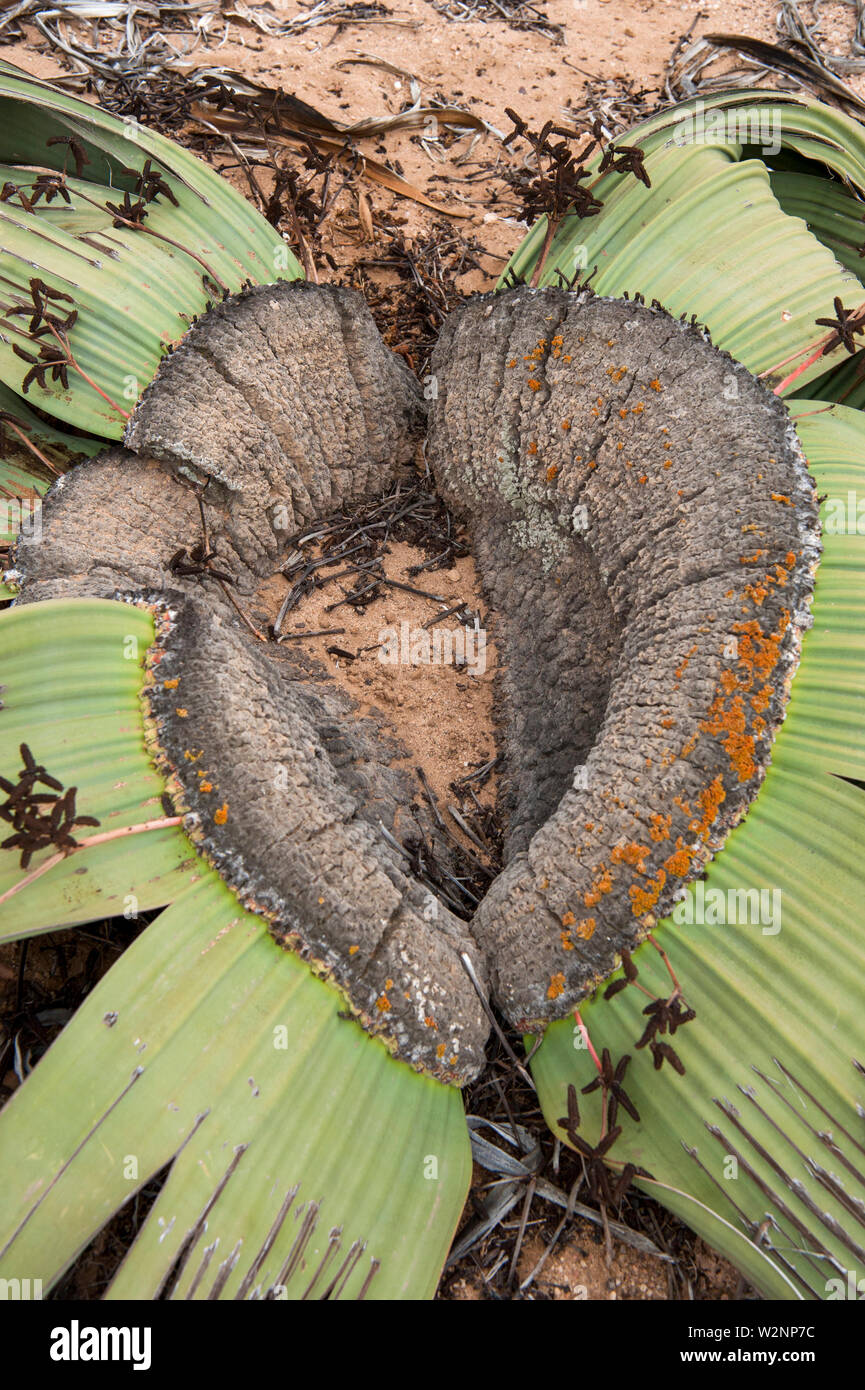 Welwitschia mirabilis plant namib desert Banque de photographies et d ...