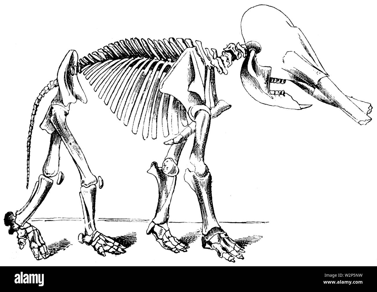 Mastodon angustidens Banque de photographies et d’images à haute ...