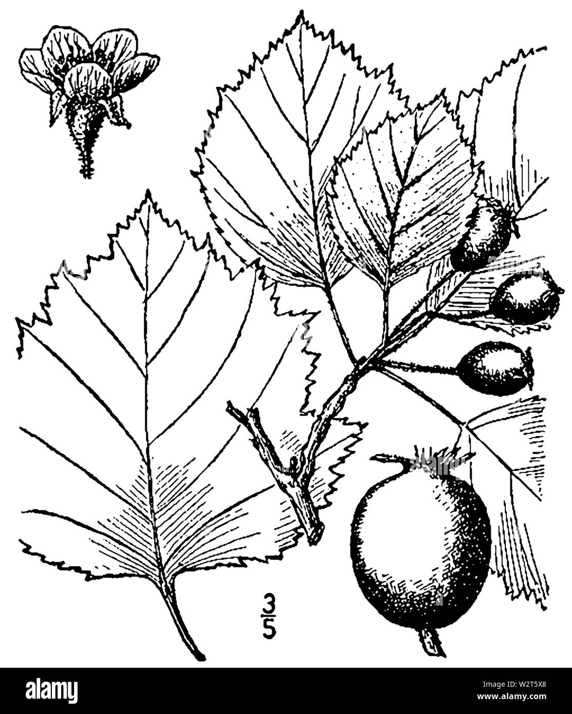 Crataegus coccinea Banque de photographies et d’images à haute ...