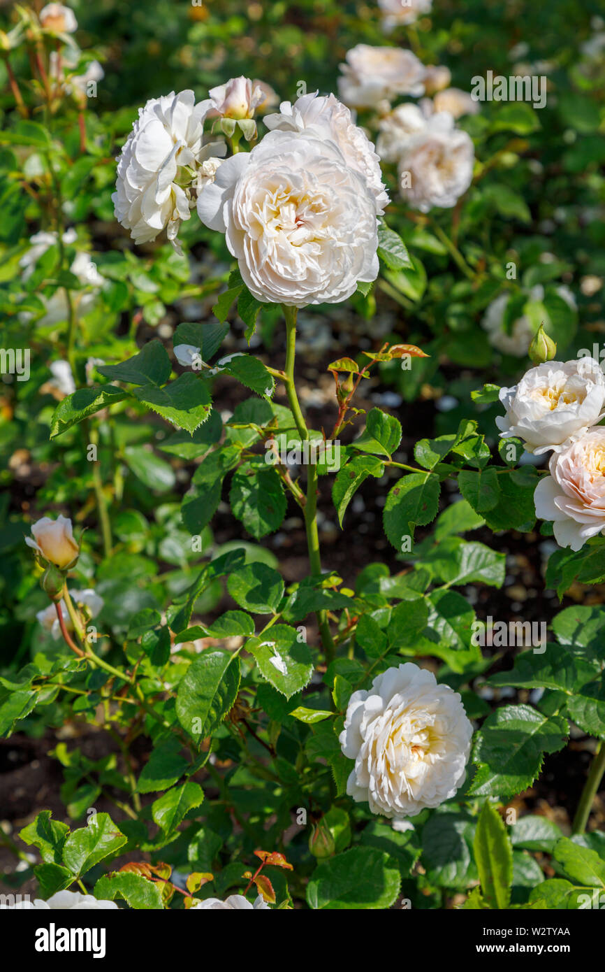 Jardin de mme grevilles Banque de photographies et d’images à haute ...