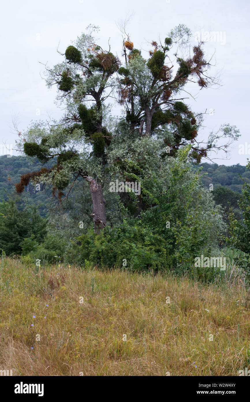 épicéa commun sur fond blanc Banque de photographies et d’images à ...