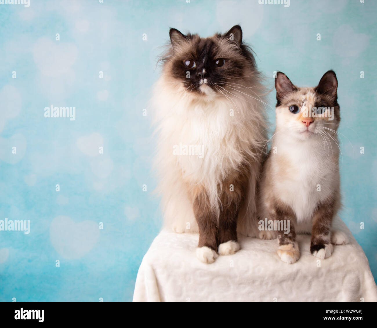 Seal mitted ragdoll cat Banque de photographies et d’images à haute ...
