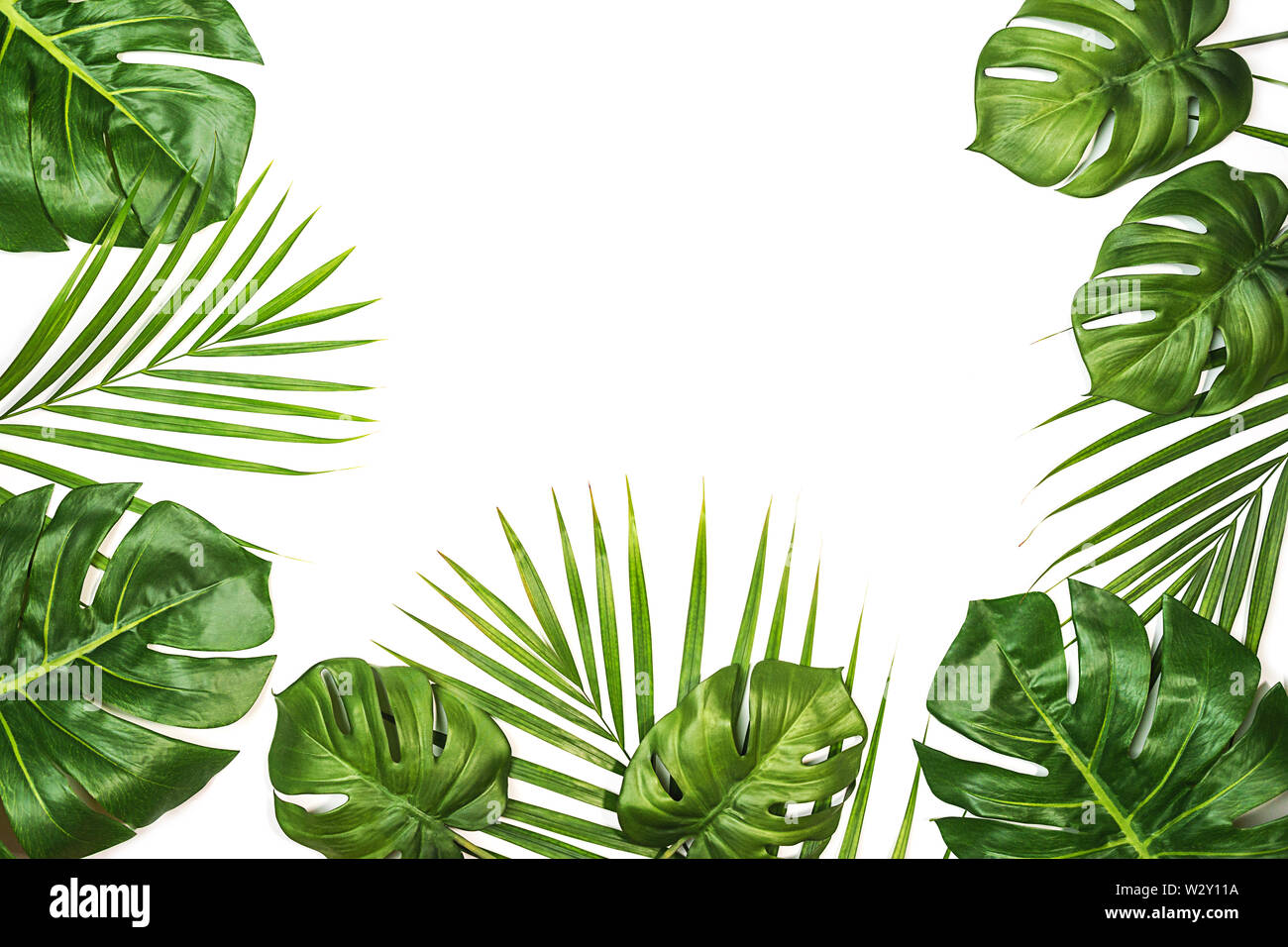Les feuilles tropicales Monstera et palm, isolé de l'usine de fromage ...