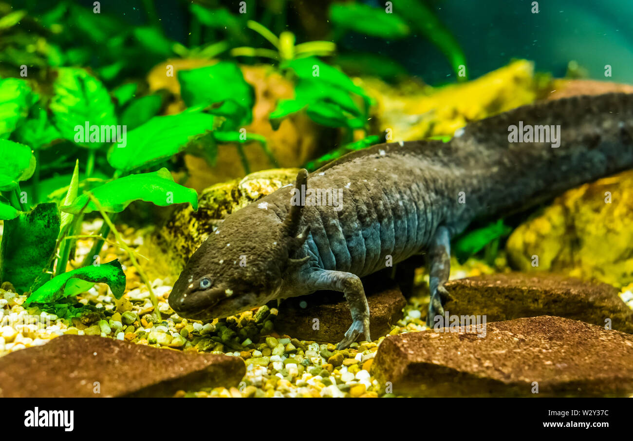Gros plan du Gray d'axolotl, walking fish du Mexique, populaire et l ...