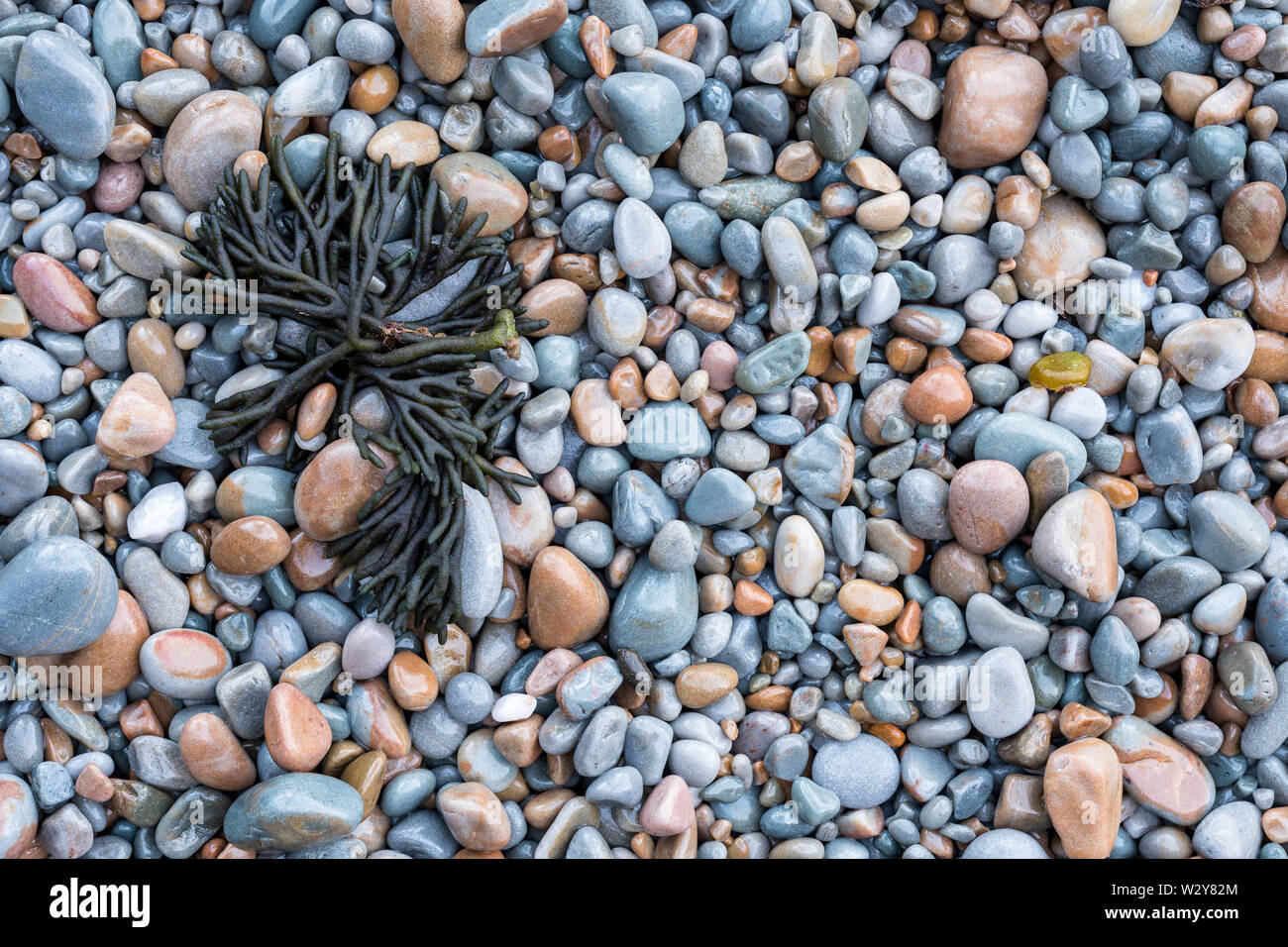 Plage avec des pierres et des algues Banque de photographies et d ...