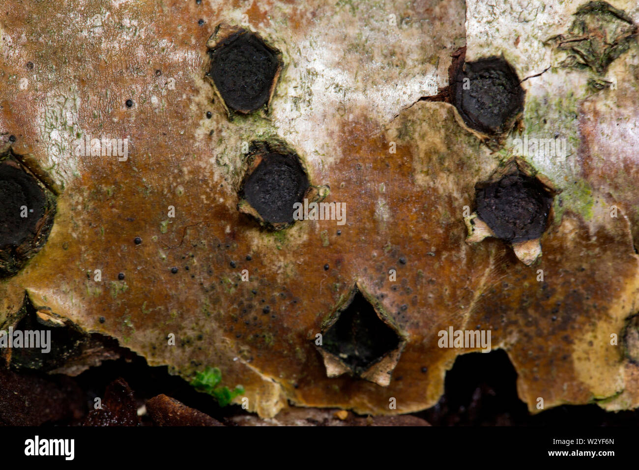 Le chancre Banque de photographies et d’images à haute résolution - Alamy