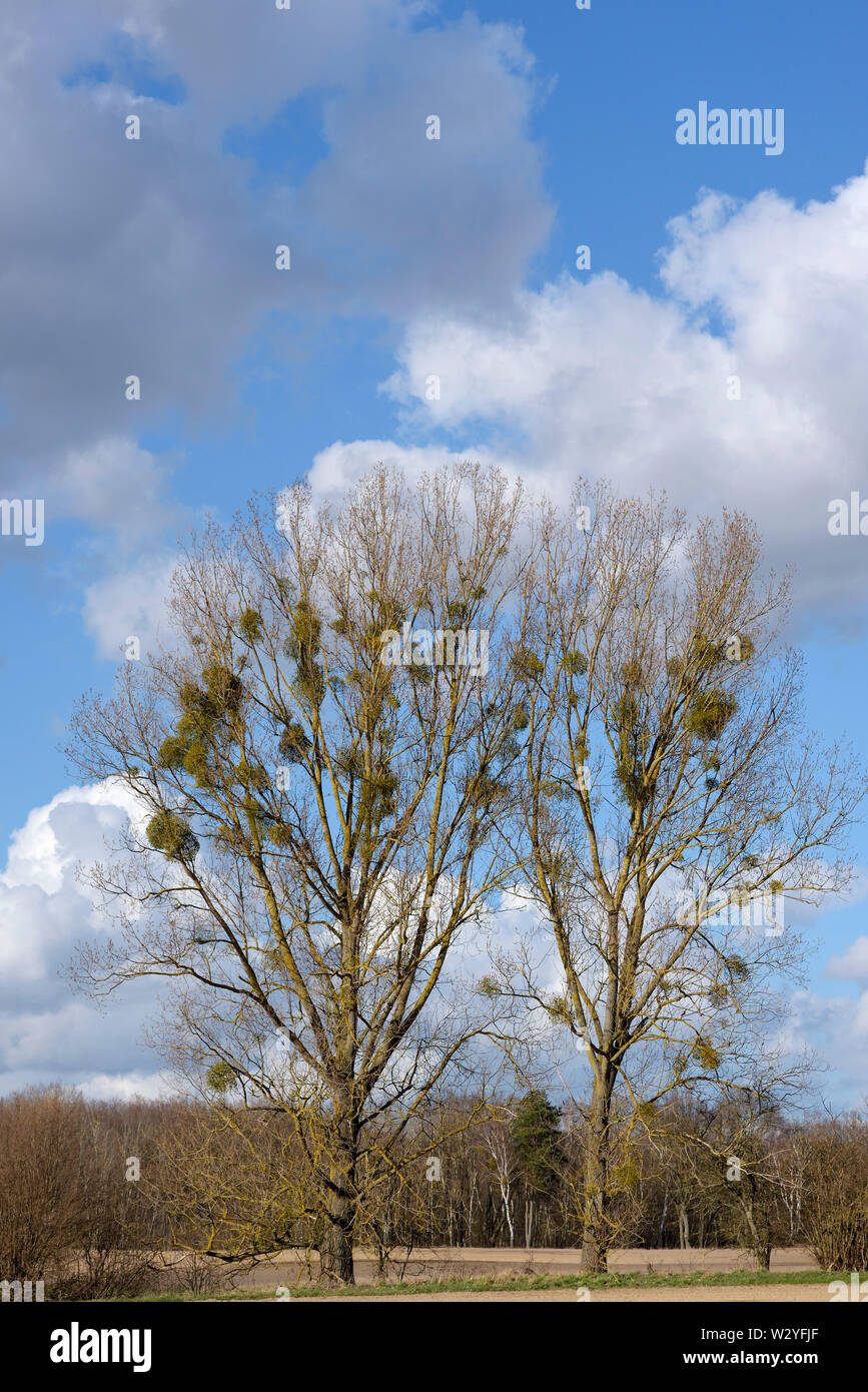 Gui dans les arbres Banque de photographies et d’images à haute ...