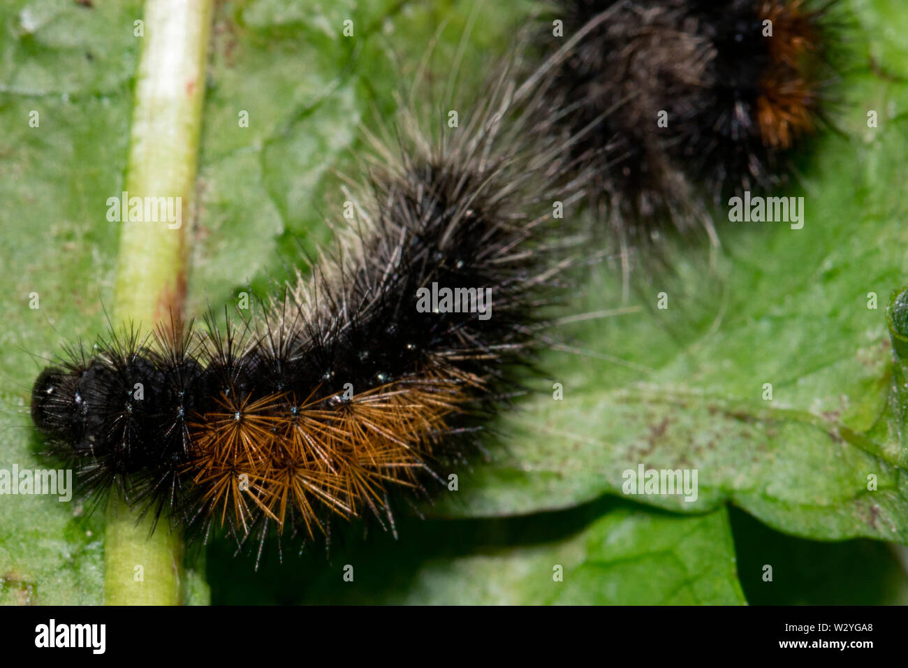 Insectes insectes des bois Banque de photographies et d’images à haute ...