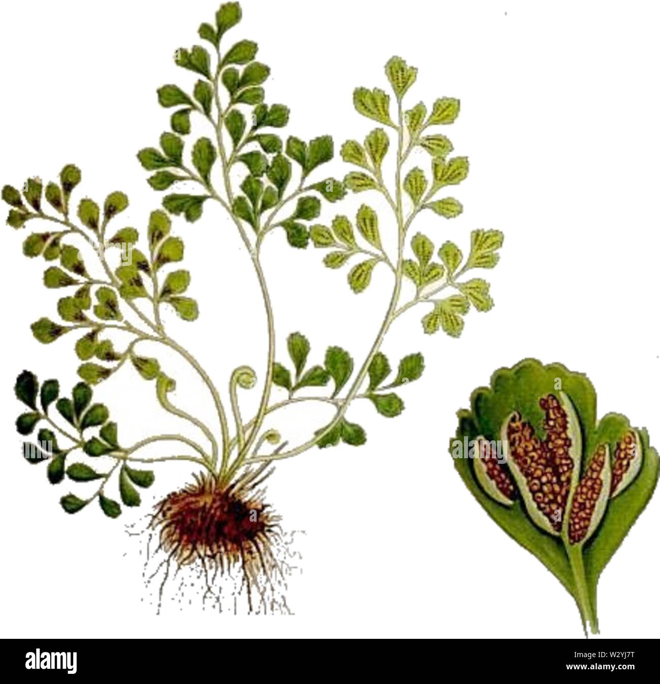 Asplenium ruta muraria Banque de photographies et d’images à haute ...