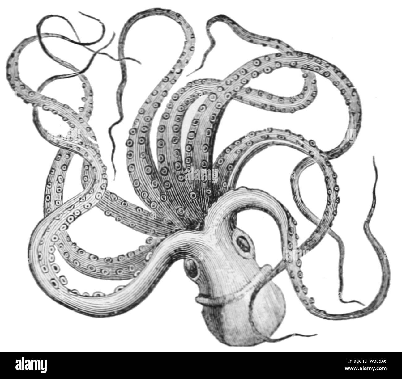Octopus vulgaris Banque d'images détourées - Alamy