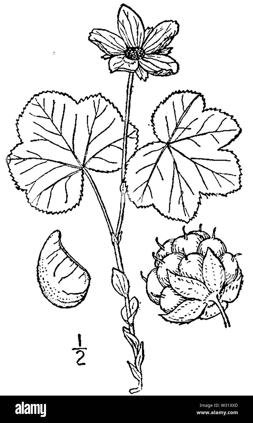 Rubus chamaemorus Banque d'images noir et blanc - Alamy