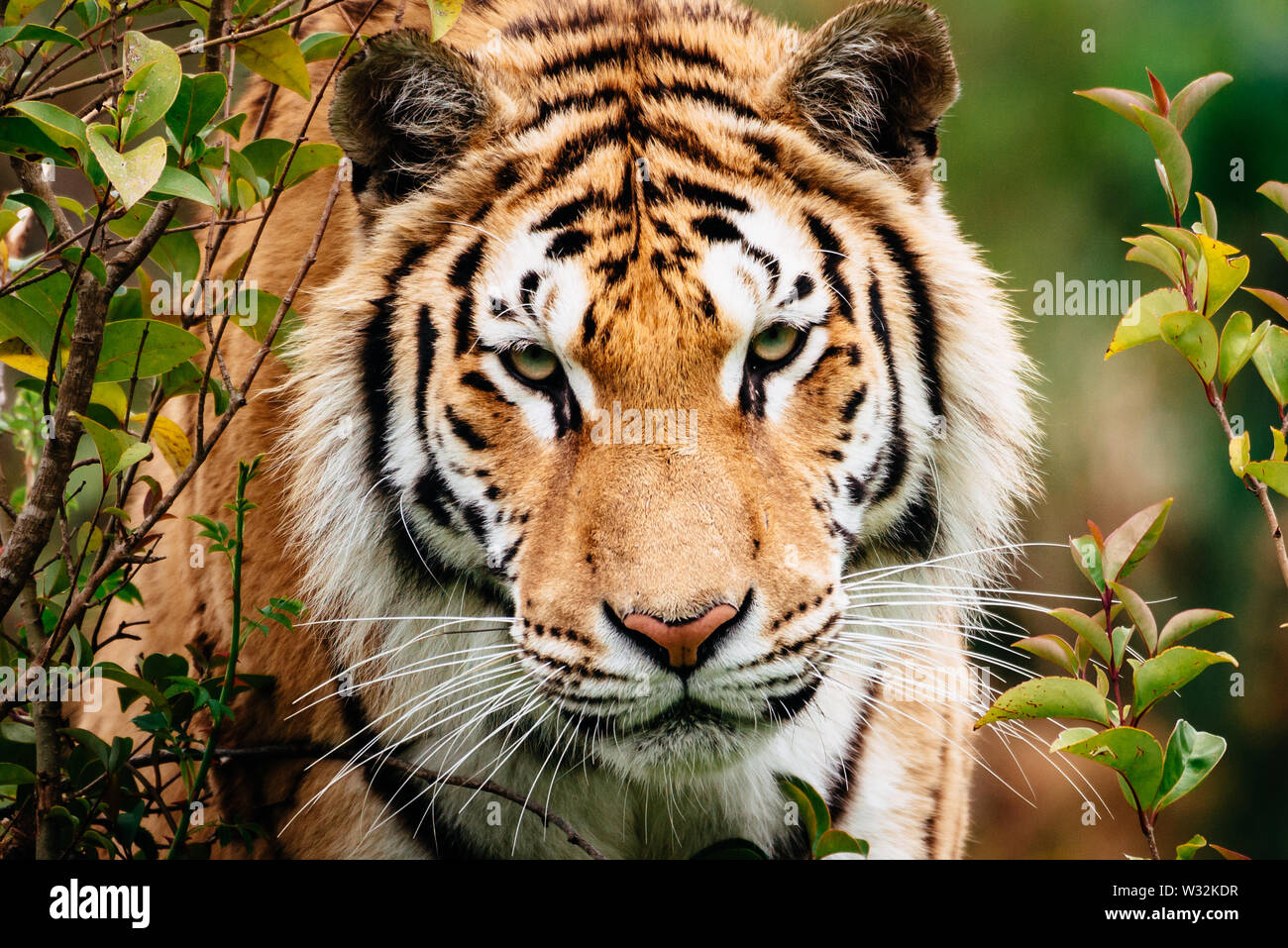 Tête de tigre énervé Banque de photographies et d’images à haute ...