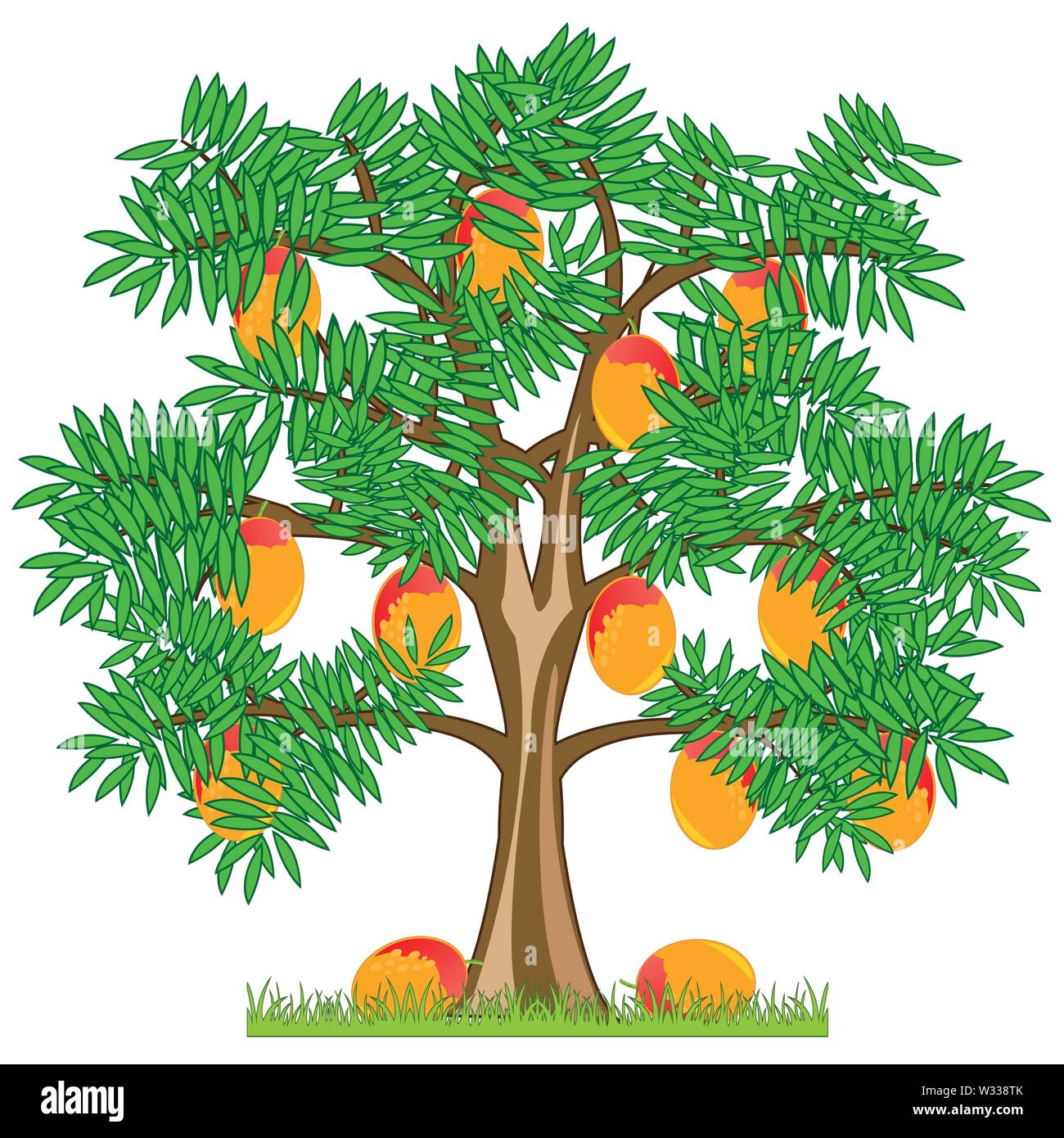 Mango tree fruit Banque d'images vectorielles - Alamy