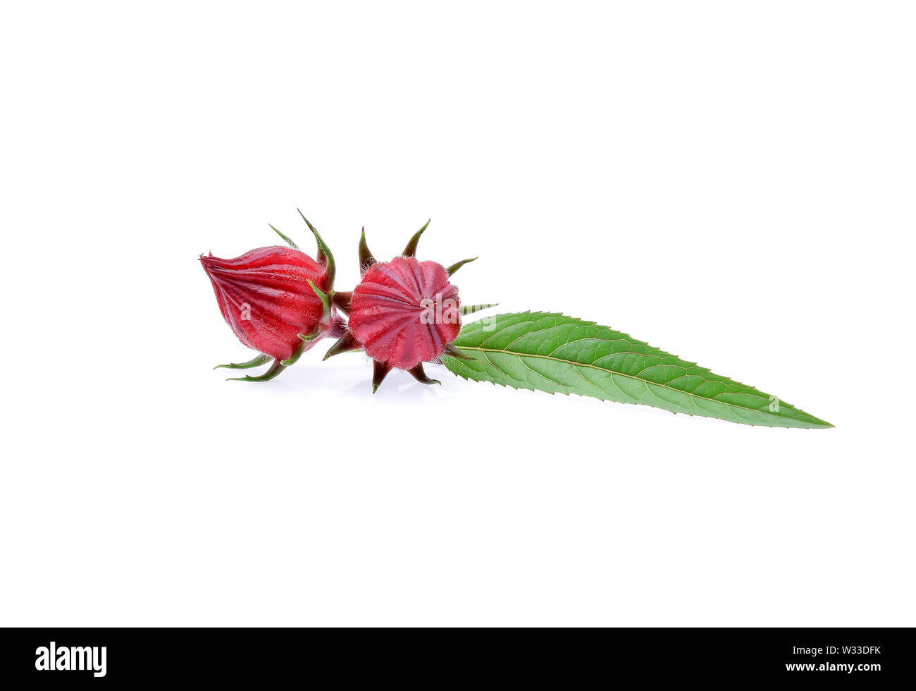 Hibiscus sabdariffa Banque de photographies et d’images à haute ...