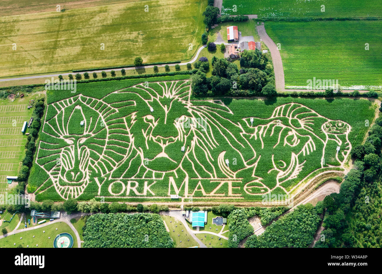 Le roi lion 2019 Banque de photographies et d’images à haute résolution ...