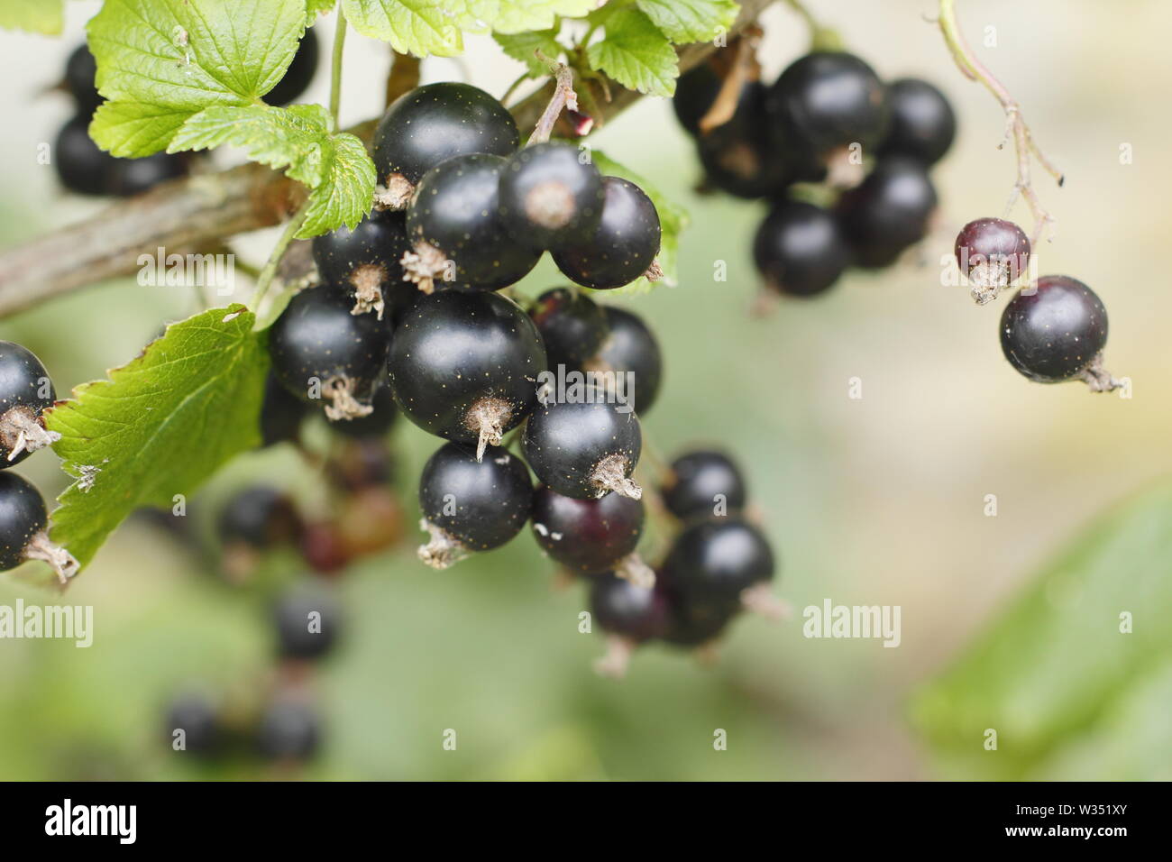 Big ben big ben Banque de photographies et d’images à haute résolution ...