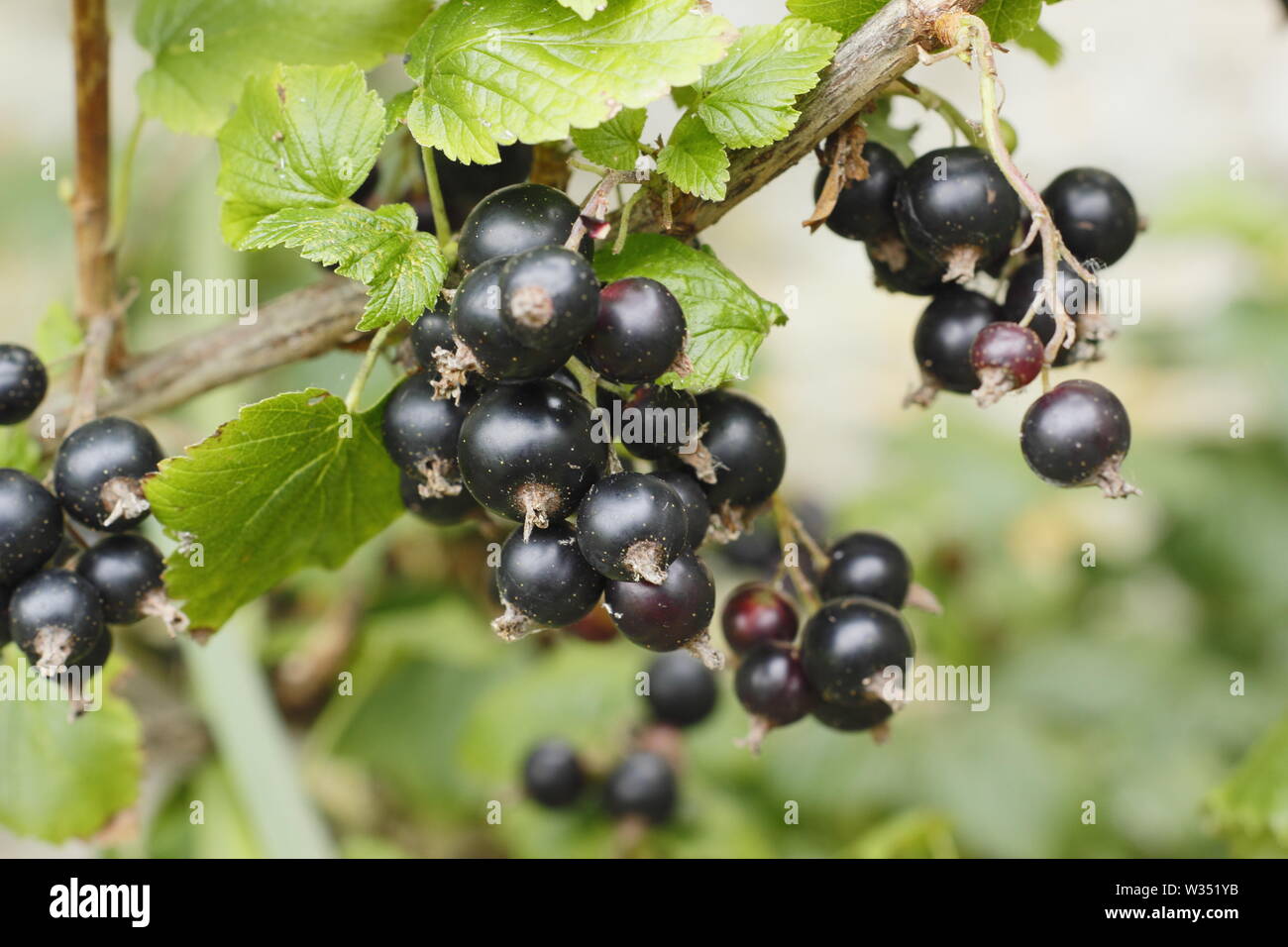 Big ben big ben Banque de photographies et d’images à haute résolution ...
