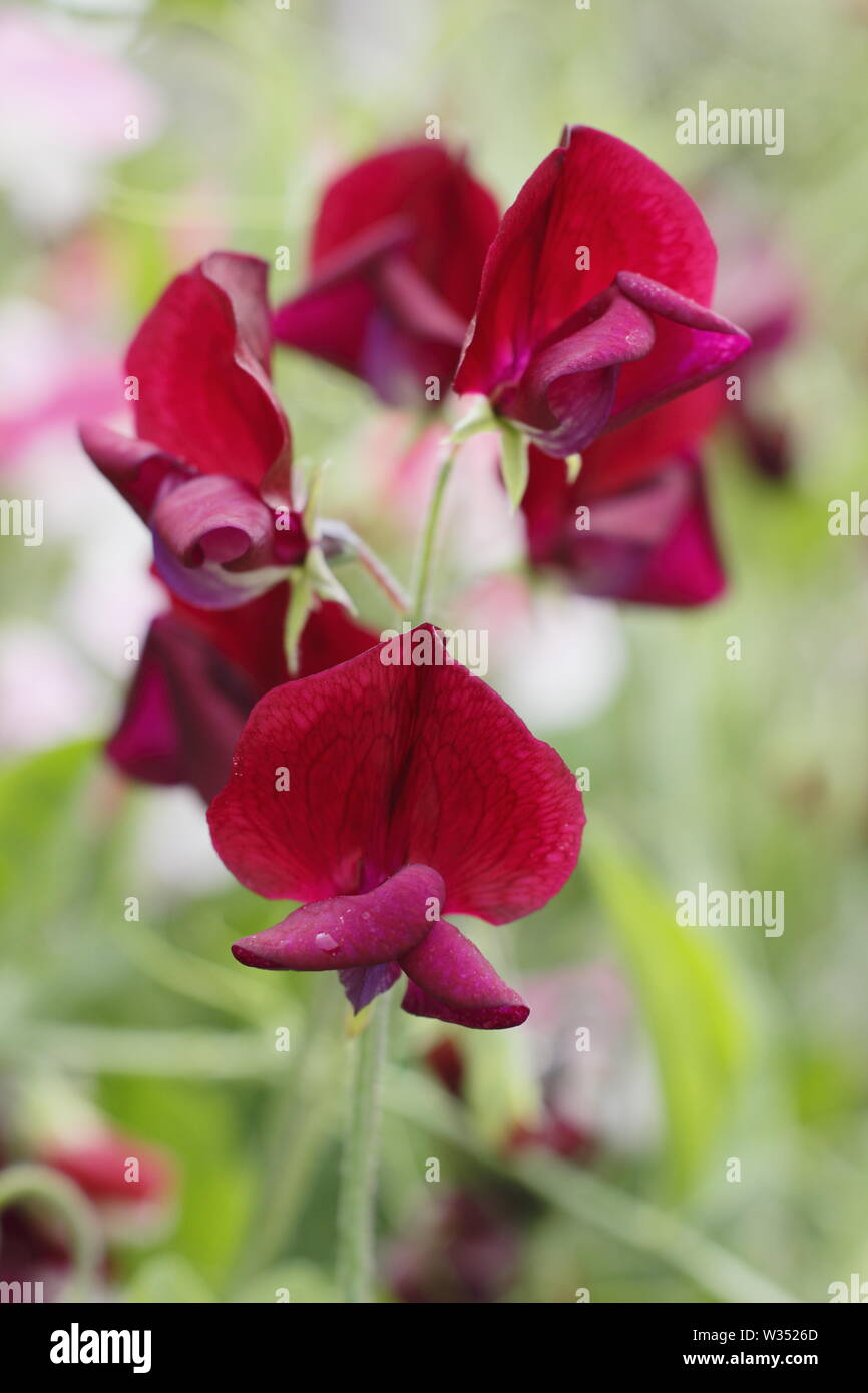 Lathyrus chevalier noir Banque de photographies et d’images à haute ...