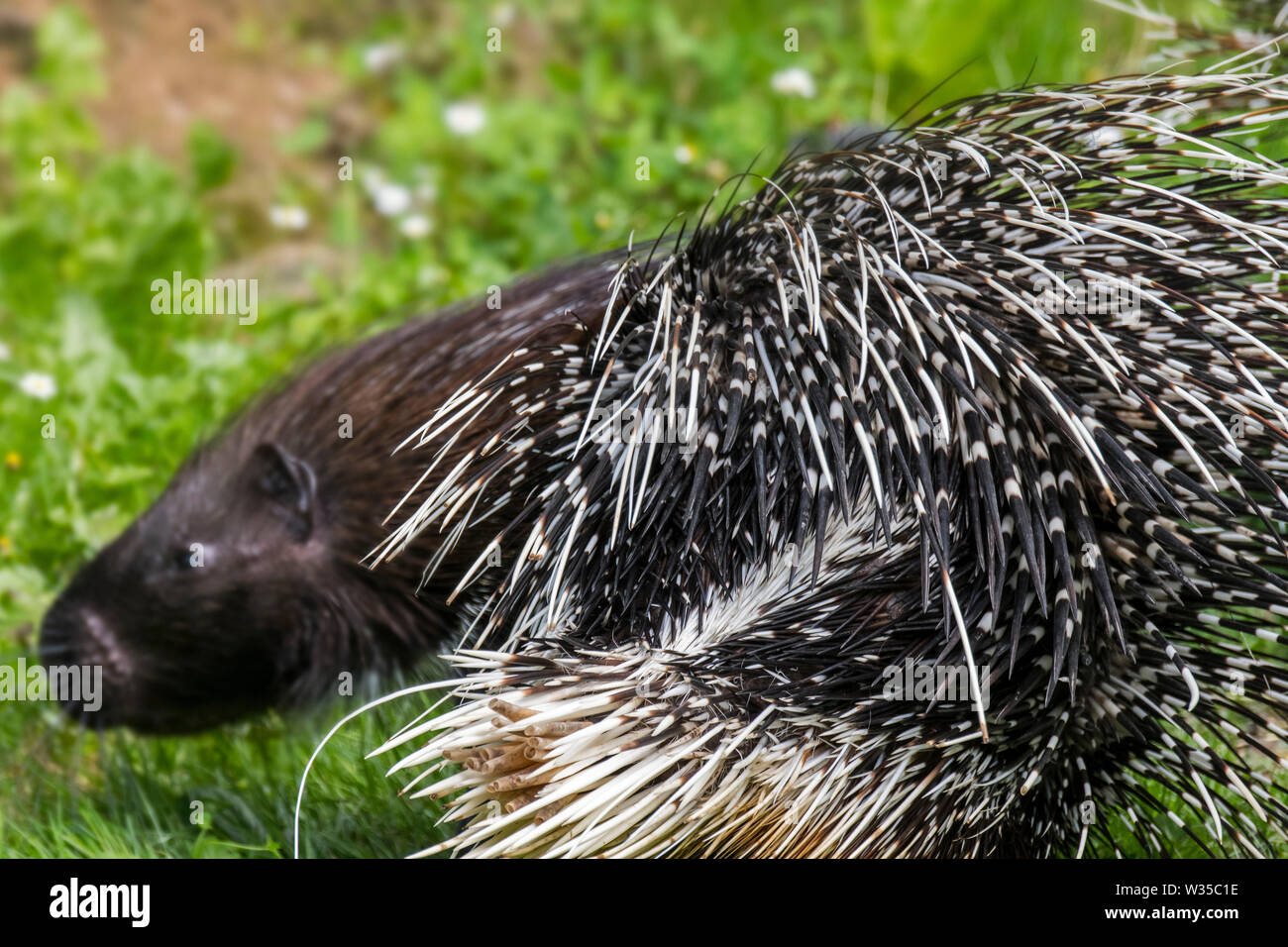 Porcs épics Banque de photographies et d’images à haute résolution - Alamy