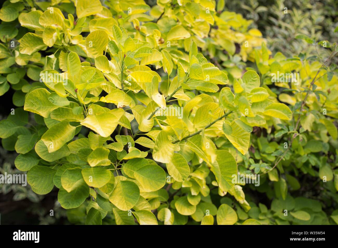 Cotinus coggygria golden spirit Banque de photographies et d’images à ...