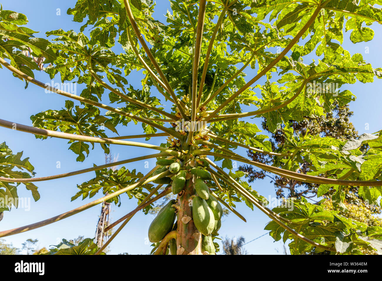 Papaye papaye arbre fruitier tropical Banque de photographies et d ...