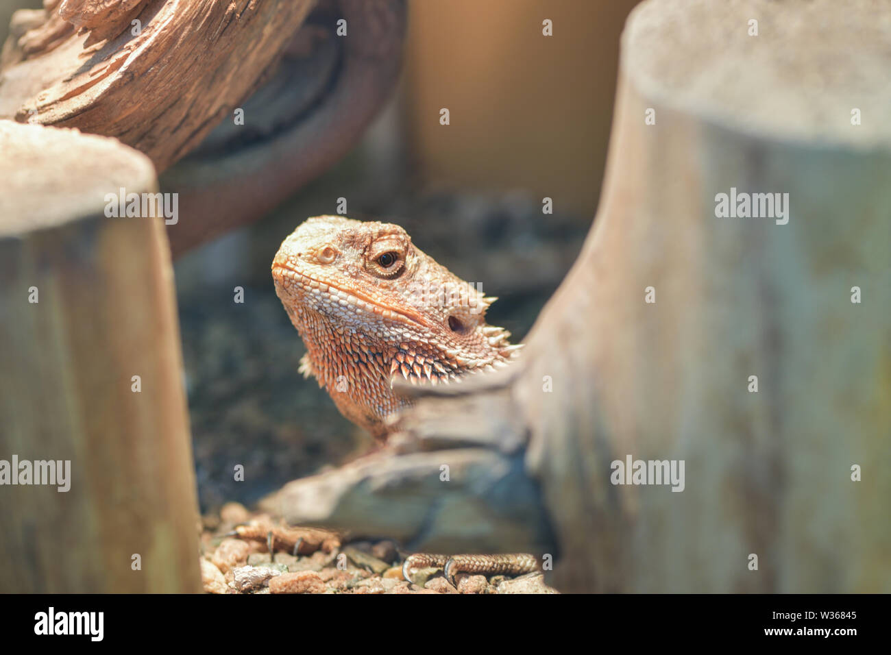 Les Pogona vitticeps, Pogona barbata. Agama barbu fier ressemble à l ...
