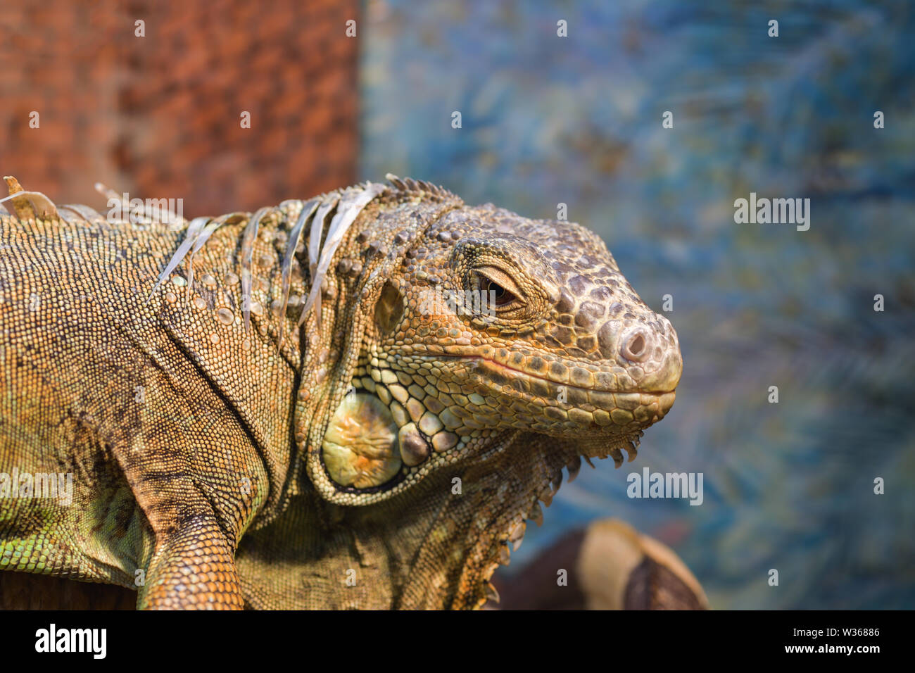 Iguane gris Banque de photographies et d’images à haute résolution - Alamy