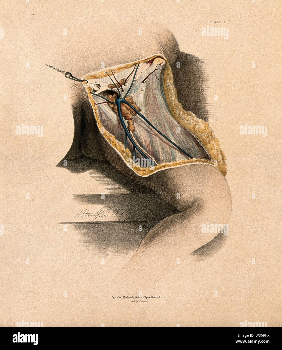 Anatomie cardiaque et vaisseaux sanguins Banque de photographies et d ...